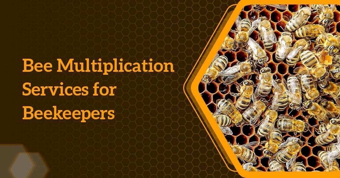 Expert Bee Breeders | Beehively